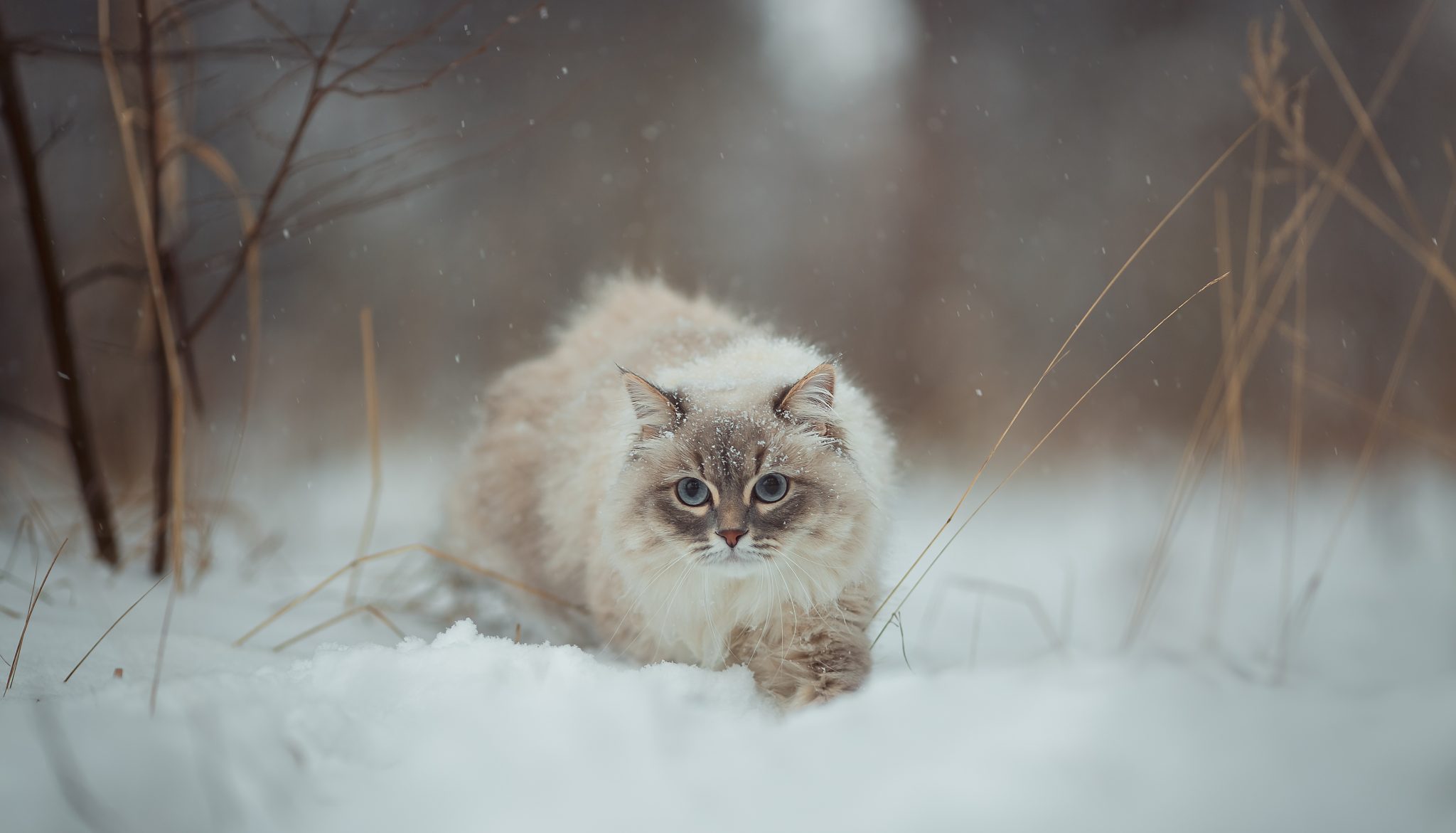 About Siberians - Birchpoint Siberians