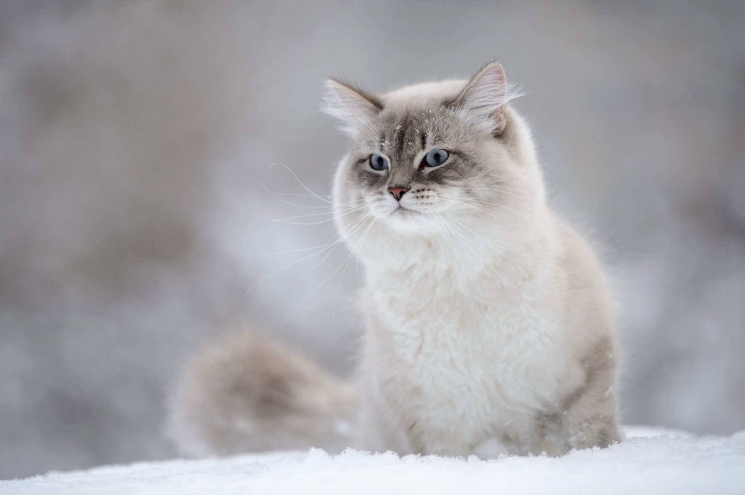 About Siberians - Birchpoint Siberians