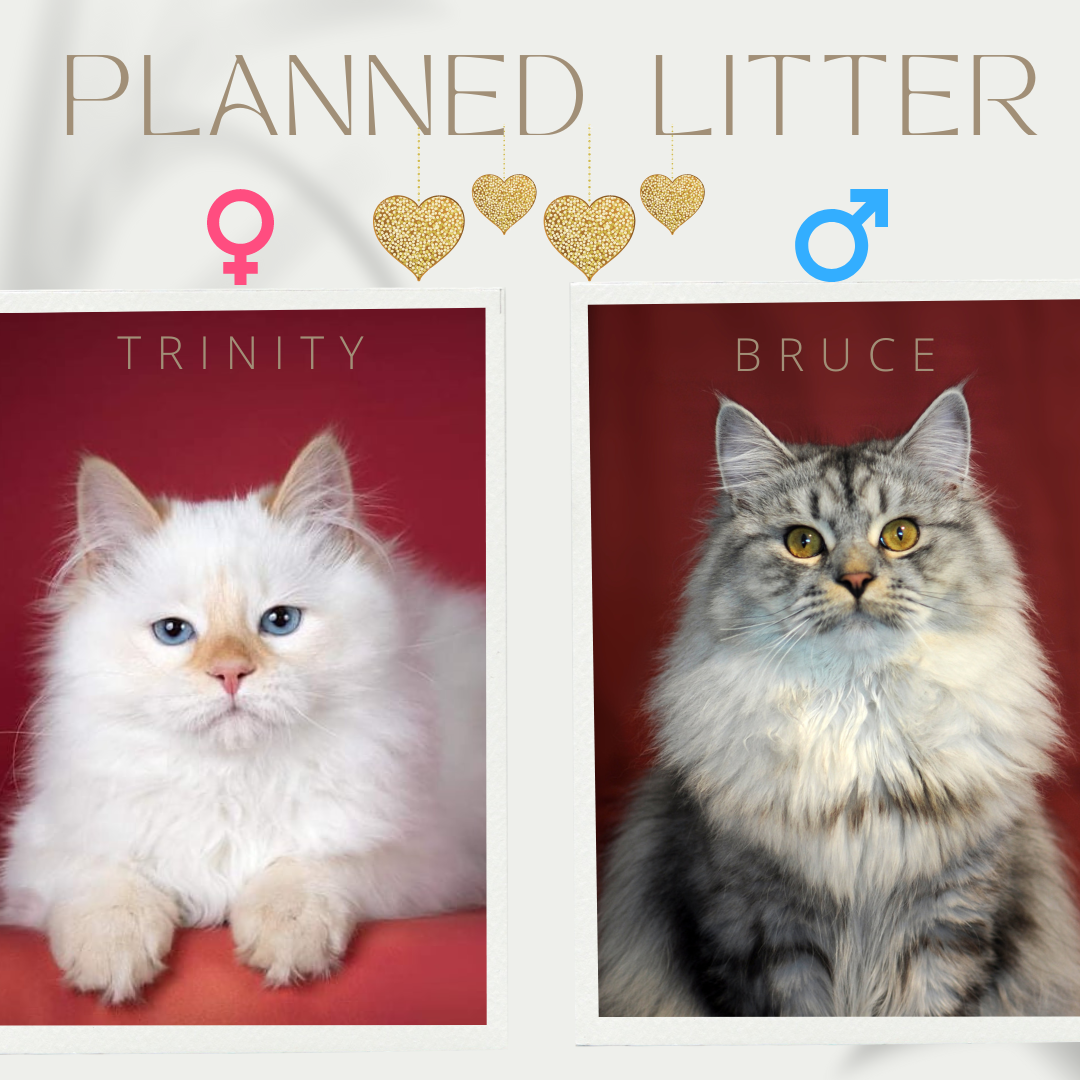 Trinity x Bruce 2023 Litter - Birchpoint Siberians