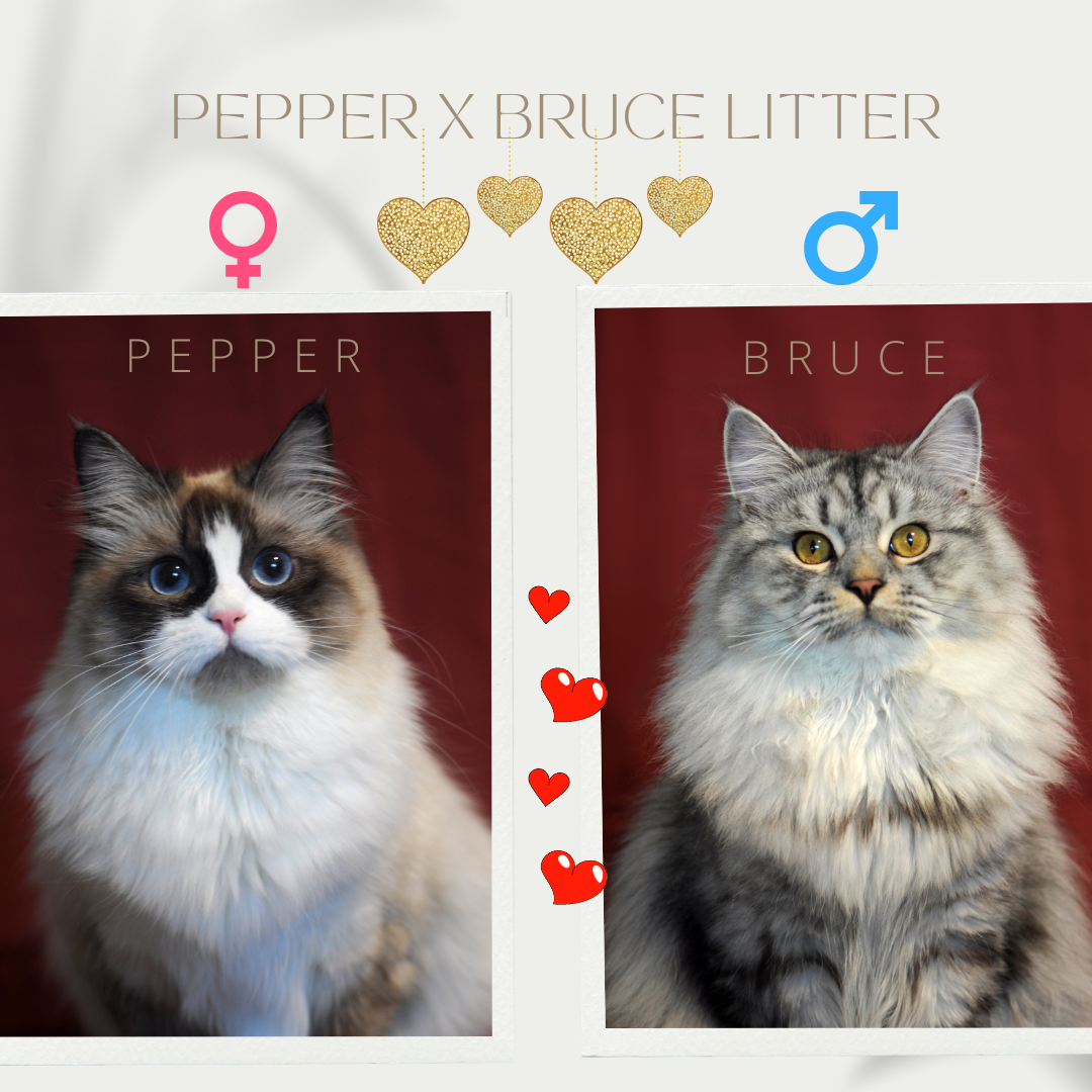 Pepper x Bruce 2023 Litter - Birchpoint Siberians
